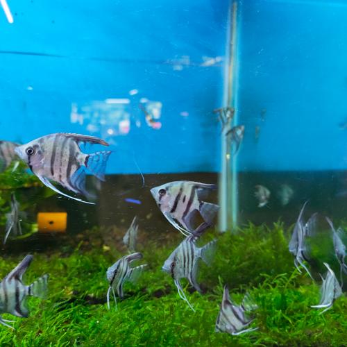 Jual IKAN MANFISH PINOY TANKMATE AQUASCAPE - Jakarta Barat - Mars ...