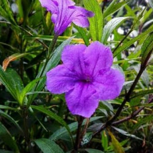 Jual Tanaman Hias Bunga Kencana Ungu - Ruellia - Kab. Bogor - Sugema ...