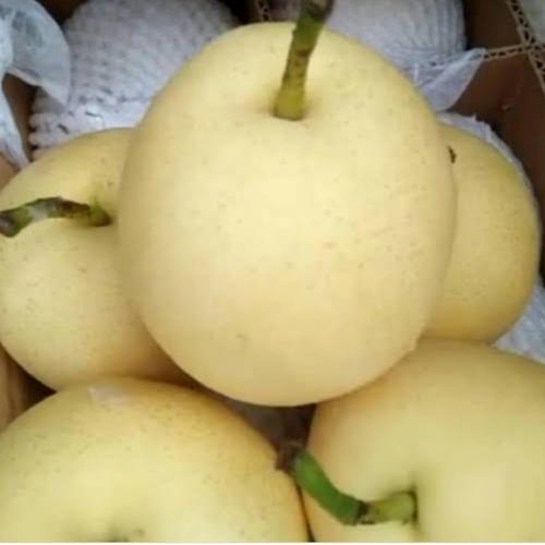 Jual pear century buah 1kg - Kota Malang - Anekabuahmurah | Tokopedia