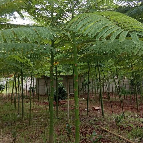 Jual pohon solobium tanaman peneduh 4 meter - Kota Depok - Taman Hias ...