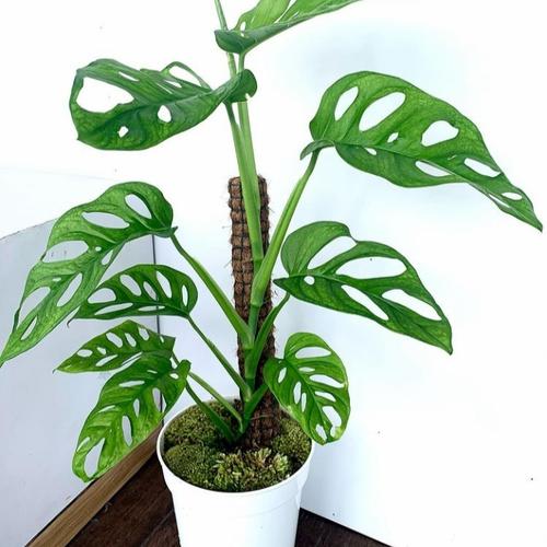 Promo tanaman hias monstera janda bolong acuminata asli + pot putih ...