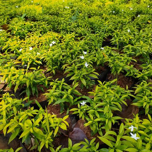 Jual tanaman rembosa mini golden - pohon rembosa - Kab. Bogor ...