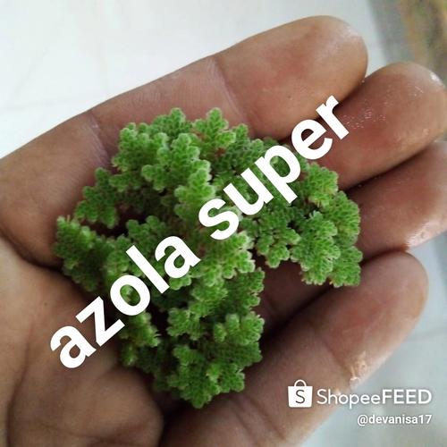 Promo azola 1kg - Pulau jawa - Kab. Kebumen - DEVANISA17 | Tokopedia