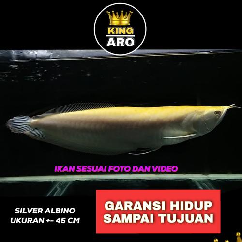 Jual Ikan Hidup Arwana Silver Albino / Arowana Albino Besar - DKI ...