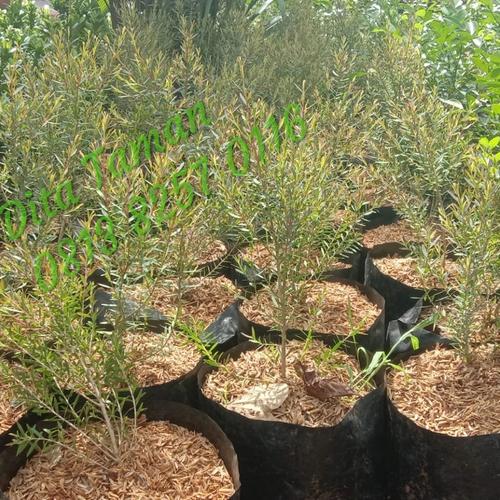 Jual Pohon Kayu Putih Tanaman Herbal Bibit Pohon Minyak Kayu Putih ...