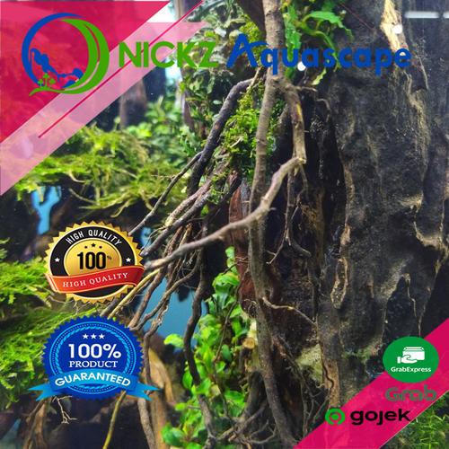 Jual Ranting halus akar rasamala untuk detail hardscape Aquascape ...