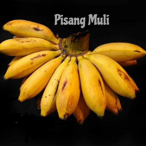 Jual Buah pisang muli pisang gadis manis - Jakarta Barat - Bersama buah ...