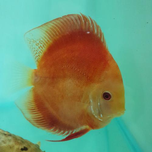 Jual Discus/Diskus Albino Red Melon - Kota Tangerang Selatan - Hanz ...