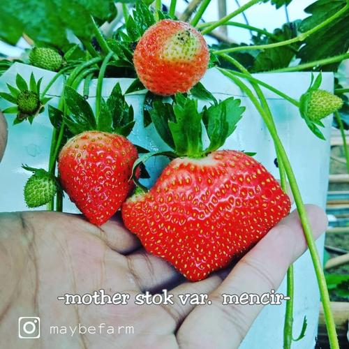 Jual bibit strawberry/stroberi unggulan jenis/varietas mencir *real ...