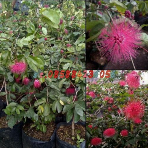 Promo promo Tanaman hias kaliandra lusiana merah - pohon bunga ...