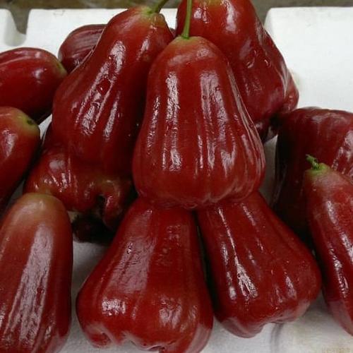 Jual Jambu Citra Super 1Kg - Jakarta Selatan - Keanu Fruits | Tokopedia