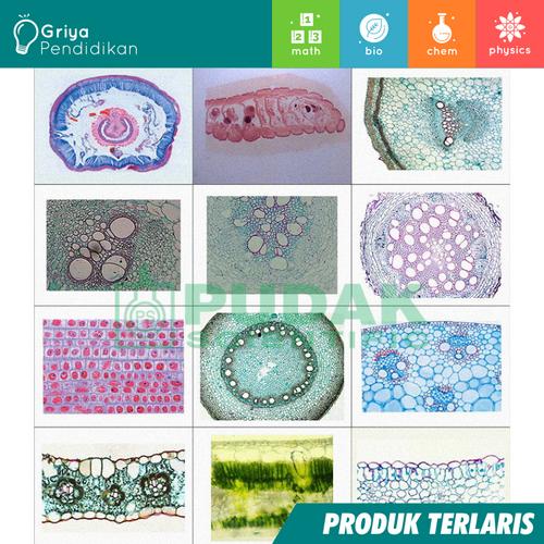 Jual Set Mikroslaid Biologi | Set Preparat Biologi 12 Macam - Merk ...