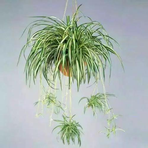 Jual Tanaman hias spider plant + pot gantung - Kota Tangerang Selatan ...