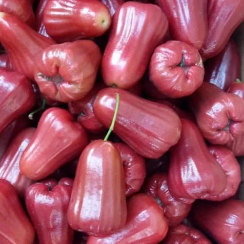 Jual Buah Jambu Citra 1Kg - Jakarta Selatan - Keanu Fruits | Tokopedia