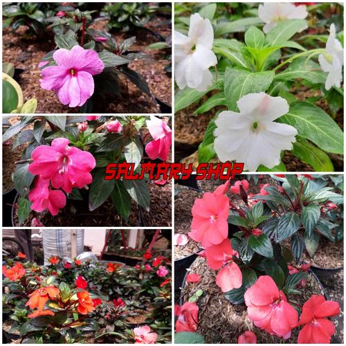 Jual Tanaman Hias Bunga Pacar Air Bunga Iriancis Impatiens New Guinea ...