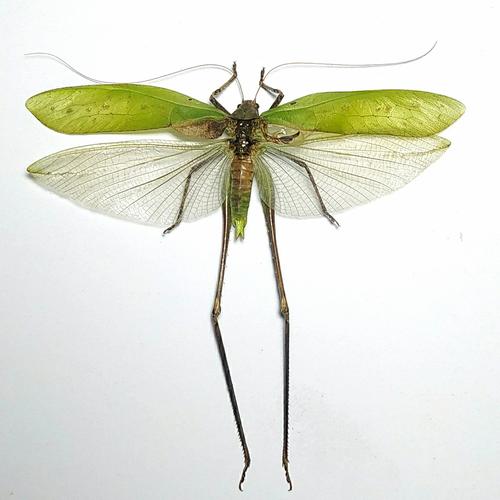 Jual AWETAN SERANGGA UNIK ASLI INDONESIA M. NIPPONENSIS - Jakarta Barat ...
