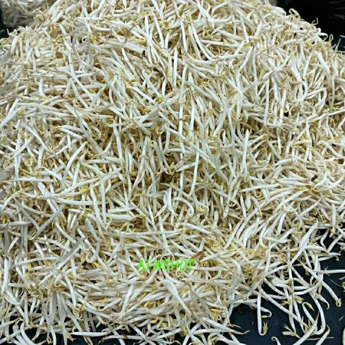 Jual toge jepang mayosi ( toge panjang ) - 1/4 kg - Jakarta Selatan ...