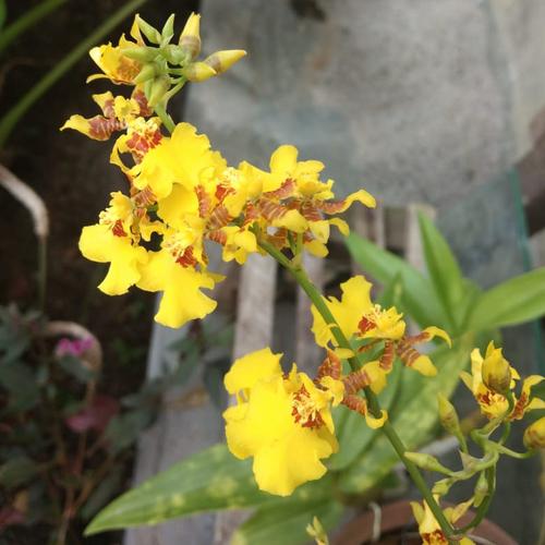 Jual Anggrek Oncidium Golden Shower Dewasa siap berbunga dan spike rimbun - Kota Depok - Sentral ...