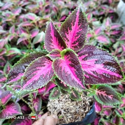 Jual jenis tanaman miana / miyana - merah naga - Kota Depok - SAUNG ...