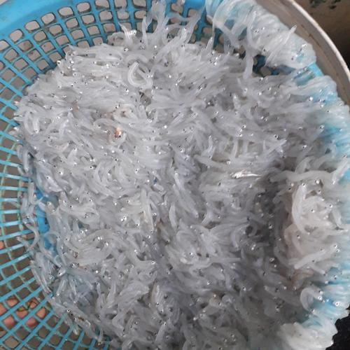Jual ikan teri medan basah segar fres/500grm - 500gr - Jakarta Barat ...