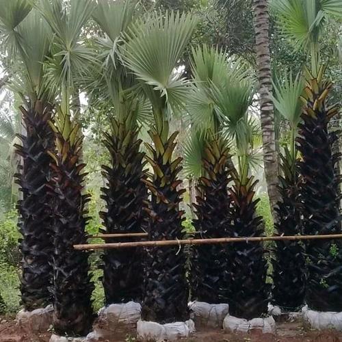 Jual tanaman pohon lontar-pohon lontar - Kab. Bogor - Alfatih flora ...
