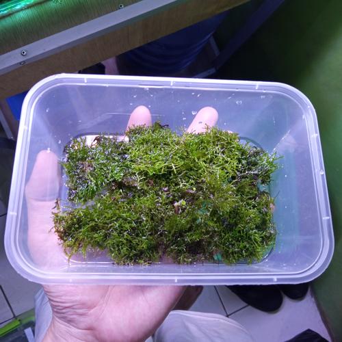 Jual Moss ricardia mini pelia tanaman aquascape porsi BOX - Kab ...