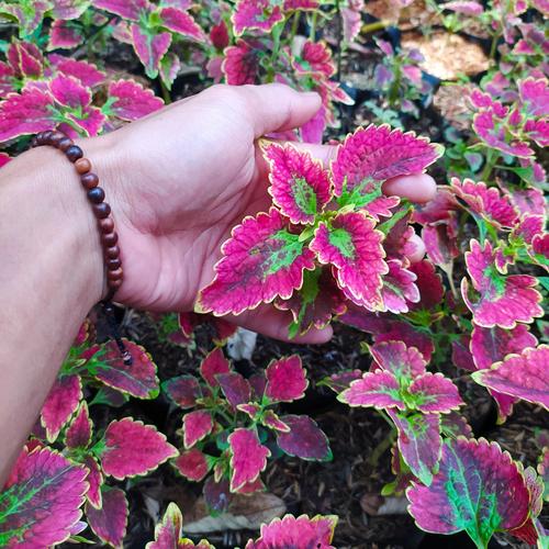 Jual tanaman hias miana merah keriting 01 - miana premium - mix warna ...