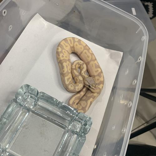 Jual ball python banana / piton regius banana / royal python banana ...