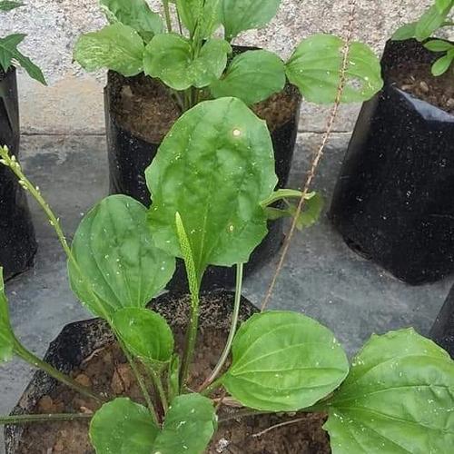 Jual daun sendok plantago major obat herbal - Jakarta Barat - KIOS ...