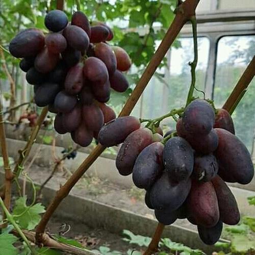 Jual Bibit Anggur Import Montidor Hasil Grafting - Kab. Kediri ...