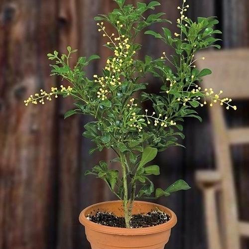 Jual Tanaman Hias Bunga Pacar Cina/ aglaia odorata/ Chinese Perfume ...