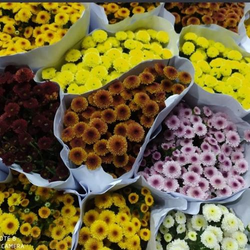 Jual bunga calimero tangkai asli segar - Jakarta Barat - Cantika Flower ...