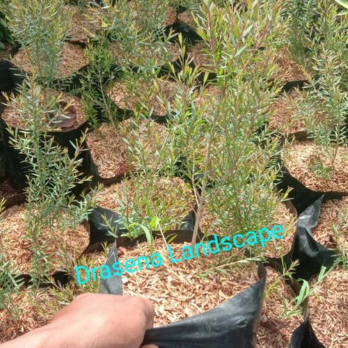 Jual Tanaman Kayu Putih Pohon Kayu Putih - Kab. Bogor - Daffi Landscape ...