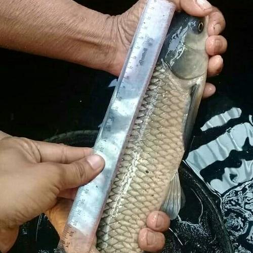 Jual ikan graskap indukan 30 cm dewa ihan ikan keramat ikan setan - Kab ...