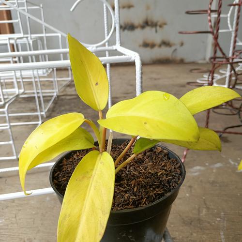 Jual philondendron lemon tanaman, philo lemon, tanaman daun, foto alsi ...