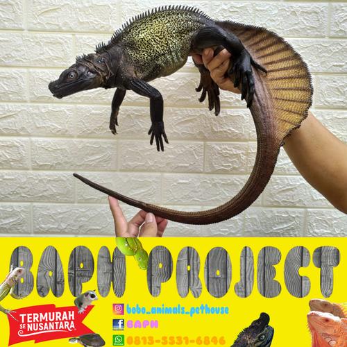 Jual Hydrosaurus celebensis / soa layar Kode A3 93cm SOLD OUT - Kota ...