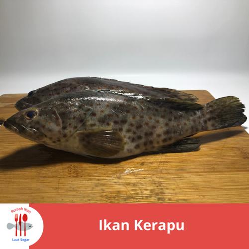 Jual Ikan Kerapu/ Ikan Grouper/ Ikan Groupers up 300 gr - 300 gram ...