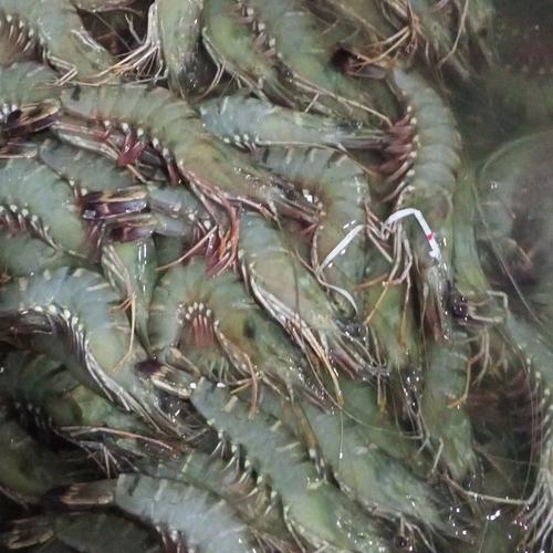 Jual udang windu tiger 1 kg - Jakarta Utara - kang kerang | Tokopedia