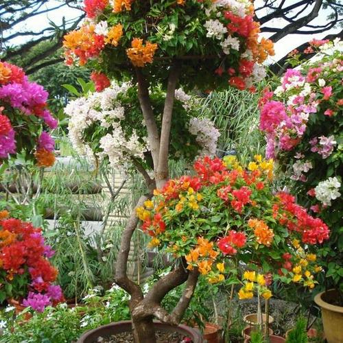 Jual 10 bibit bunga bogenvil 3 warna / bunga kertas - Kota Denpasar ...