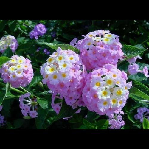 Jual Tanaman Hias Bunga Lantana Camara , Varian 5 Warna Berbunga - Kab ...