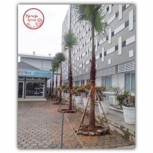 Jual Tanaman Palem Sadeng Minyak / Pohon Palm Sadeng - Kab. Bogor ...