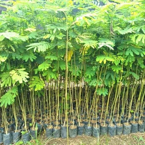 Jual Bibit Pohon Sengon Laut Super Lurus, Paket 10bibit, Tinggi 1meter ...