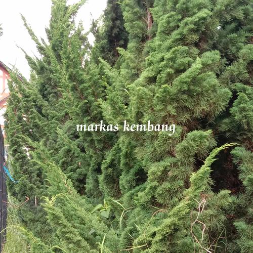 Jual Pohon Cemara Pua Pua - Kab. Bandung Barat - Markas Kembang | Tokopedia