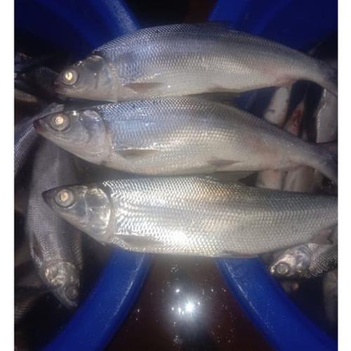 Jual Promo Ikan Bandeng Segar 1KG - 2 - Jakarta Utara - Cobryzen Shop ...