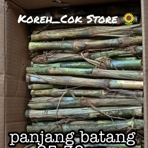 Jual Ready Termurah Bibit Rumput Napier Pakchong per stek , 1kg isi ...