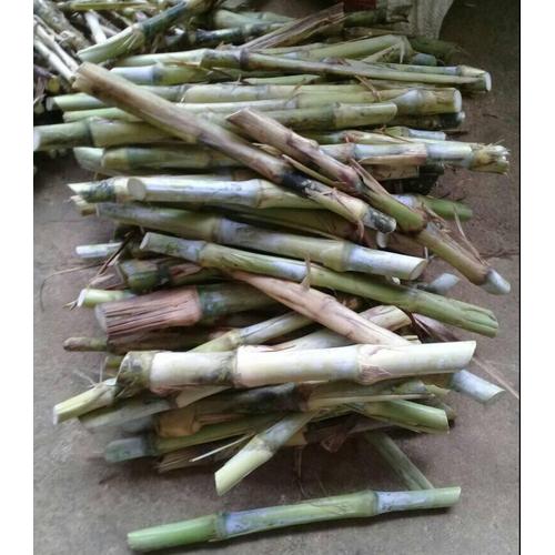 Jual Bibit king grass rumput raja produktivitas tinggi 4 meter lebih ...