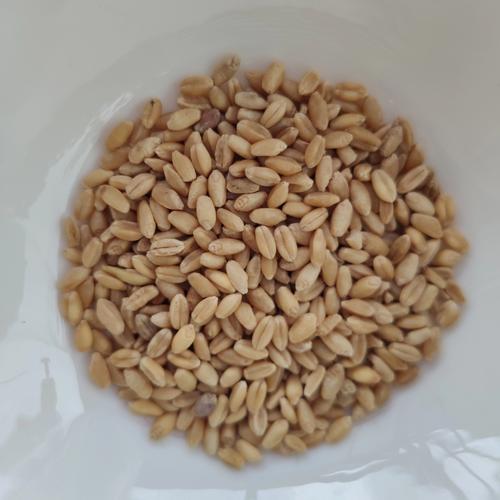 Jual Benih Bibit Wheat Grass Rumput Gandum Rumput Kucing - Jakarta ...