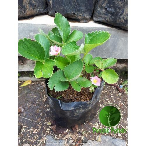 Jual Bibit Buah Strawberry Merlan - Strawberi Bunga Pink - Kota Batu ...