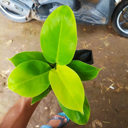 Jual tanaman hias philo lemon lime - philo lemon - lemon - Kab. Bogor ...