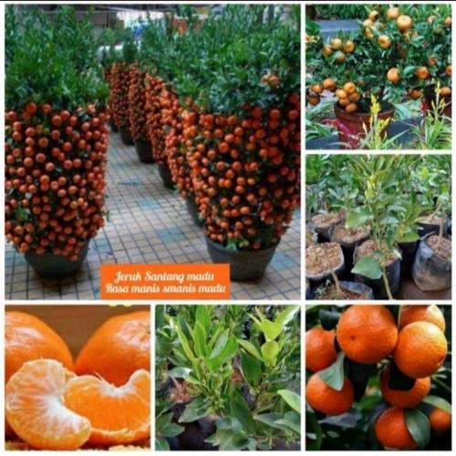 Jual Bibit Tanaman Pohon Jeruk Santang Madu.. Hasil Okulasi Jaminan Asli - Kab. Tangerang ...